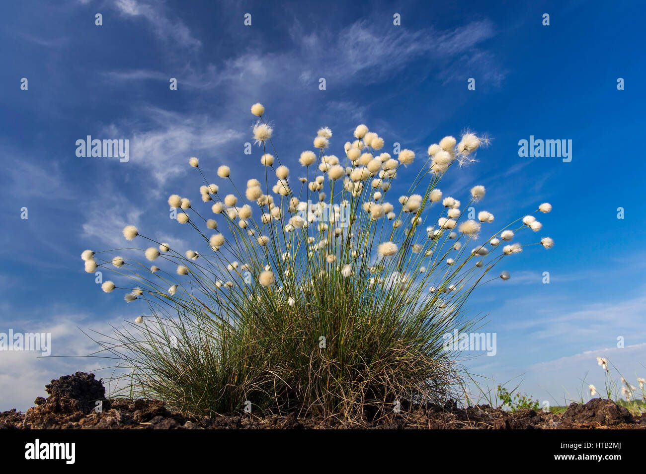 Cotton grass, moor cotton grass, dissolution cotton grass, Eriophorum ...