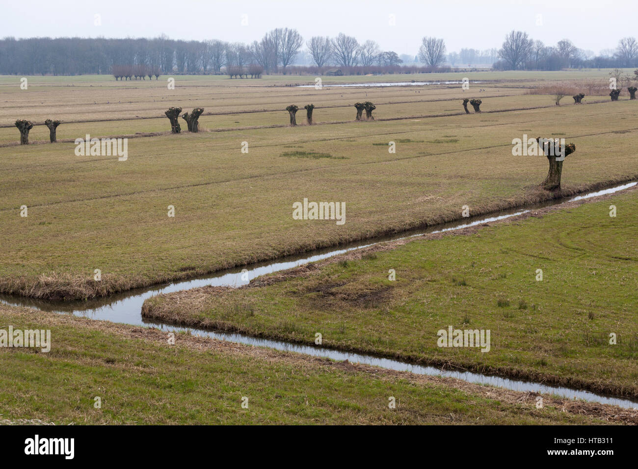 Netherlands Landscape with meadows, ditches and pruned pollard willows ...