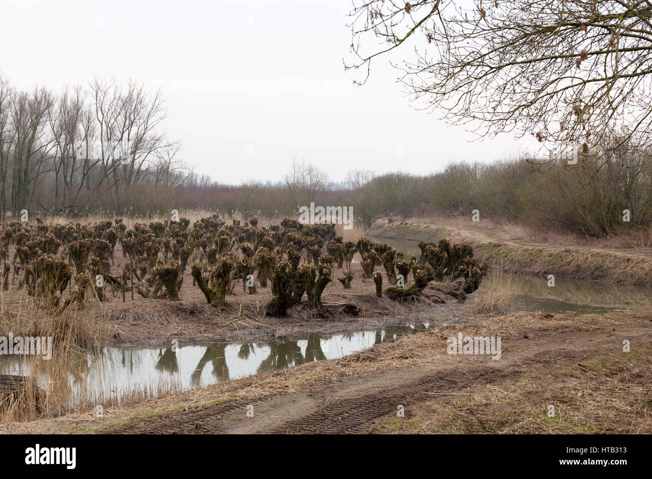 Netherlands Landscape with pruned pollard willows in early spring Stock ...