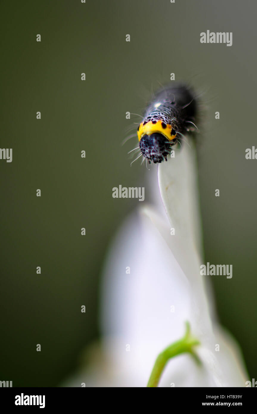 Caterpillar images hi-res stock photography and images - Alamy