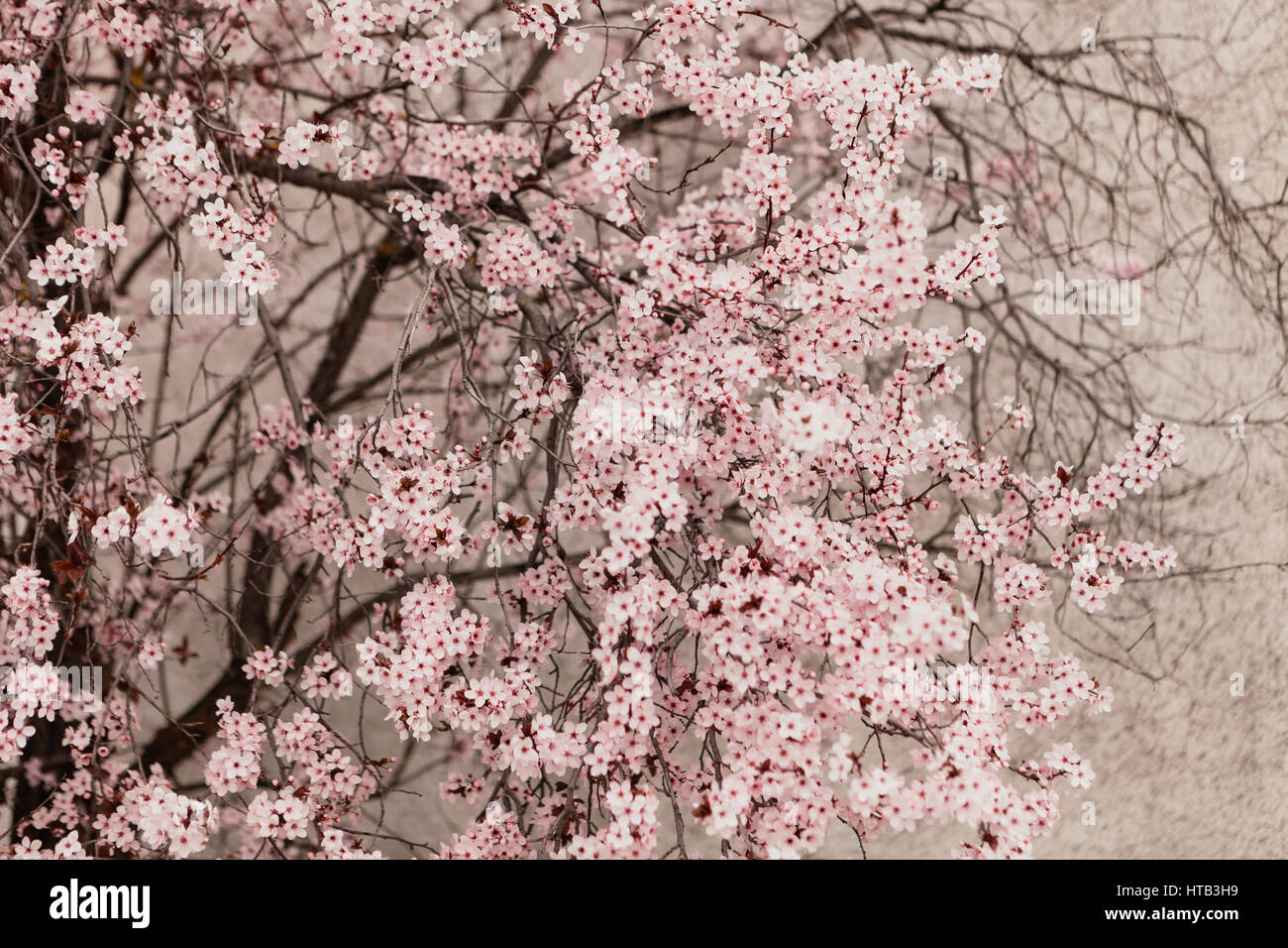 Amazing almond tree full of flowers close up Stock Photo - Alamy
