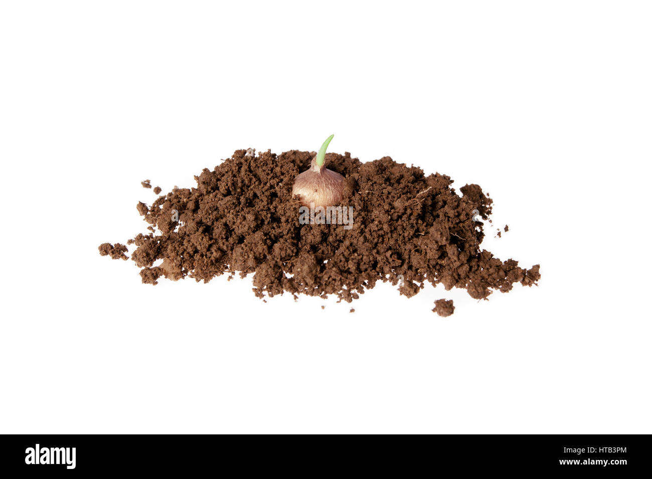Growing from bulb hi-res stock photography and images - Alamy