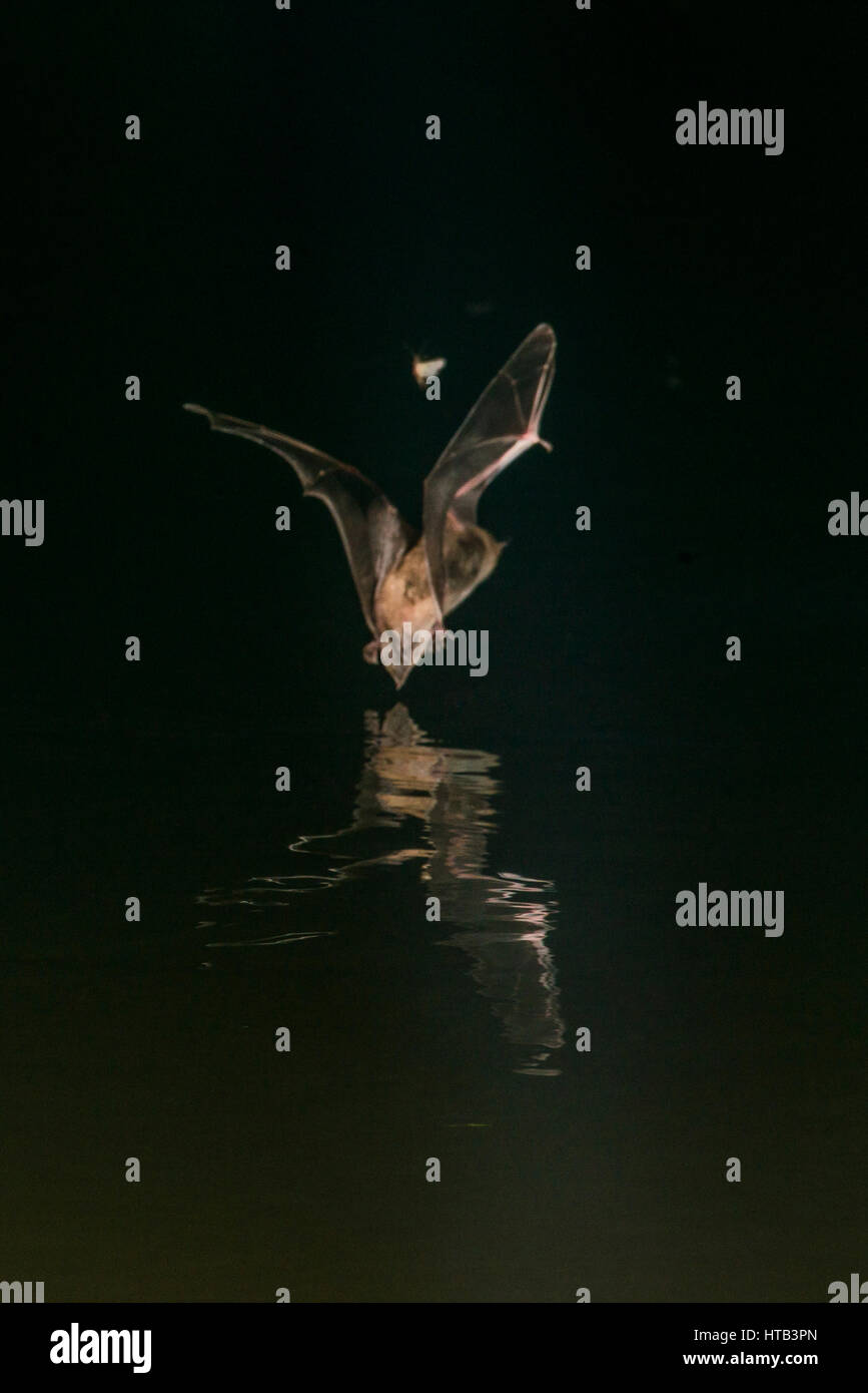 Water Bat ( Myotis daubentoni) hunting for insects over the surface of ...