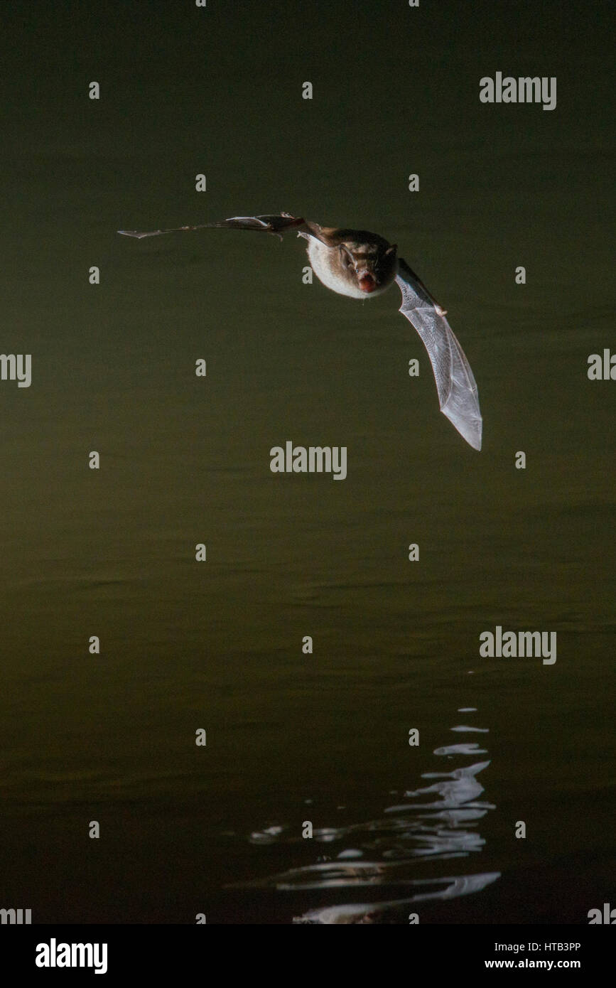 Water Bat ( Myotis daubentoni) hunting for insects over the surface of ...