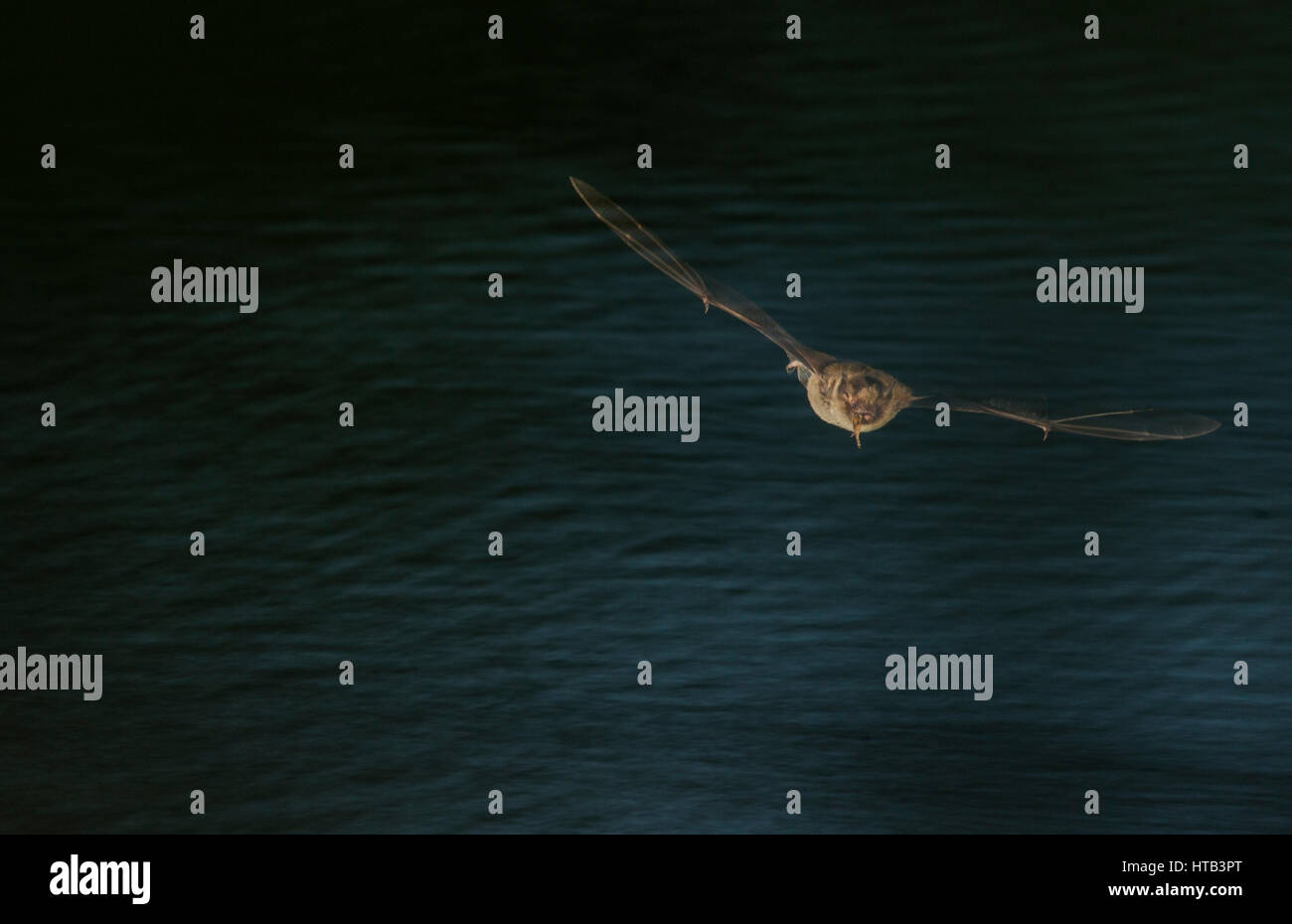 Water Bat ( Myotis daubentoni) hunting for insects over the surface of ...
