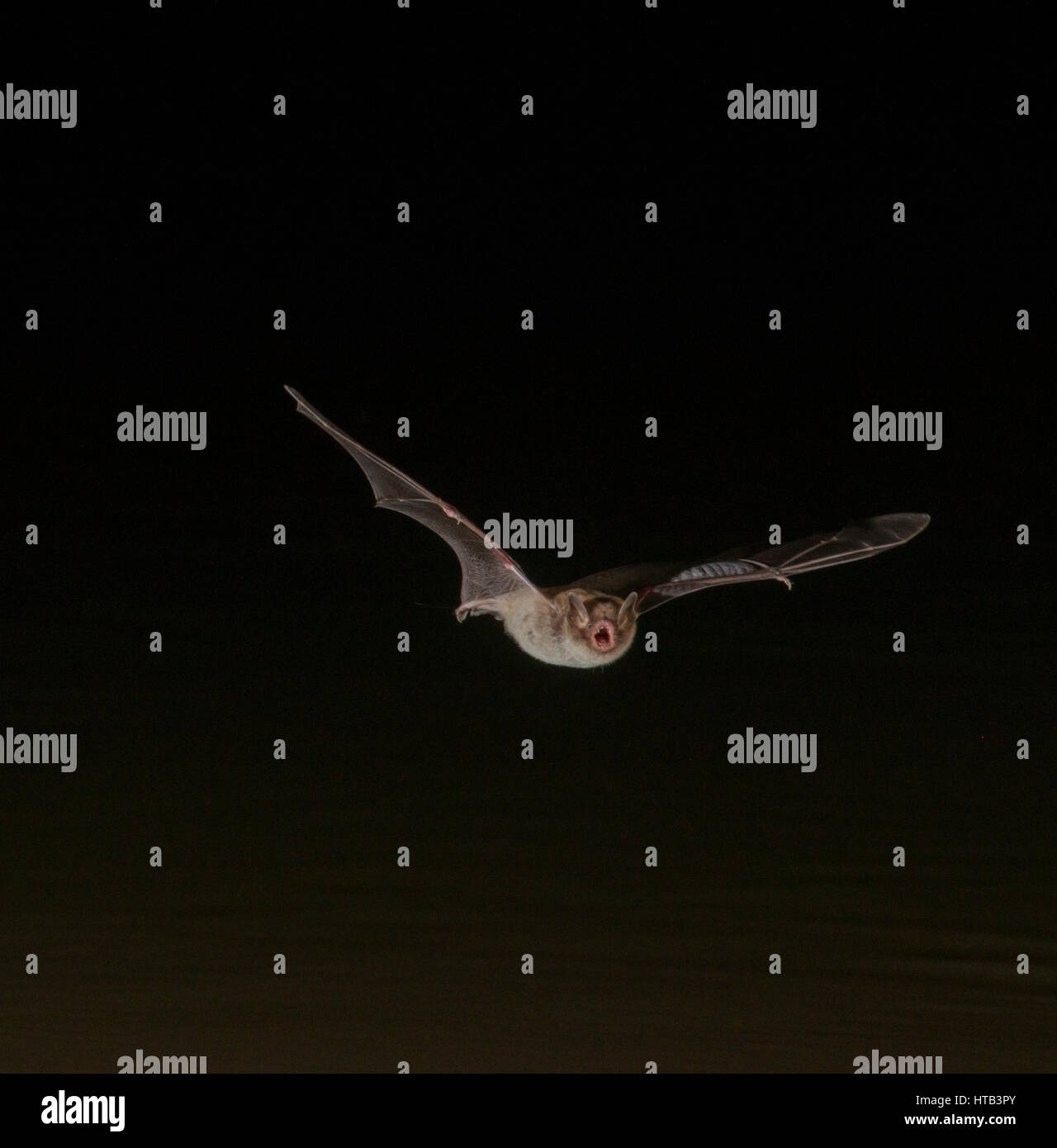 Water Bat ( Myotis daubentoni) hunting for insects over the surface of ...