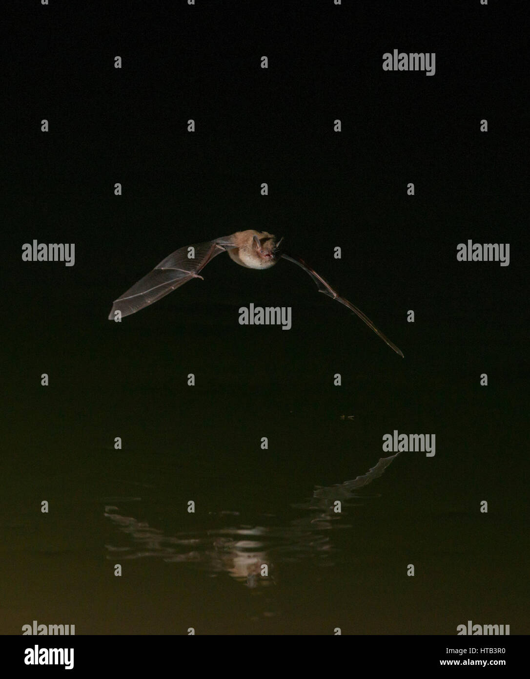 Water Bat ( Myotis daubentoni) hunting for insects over the surface of ...