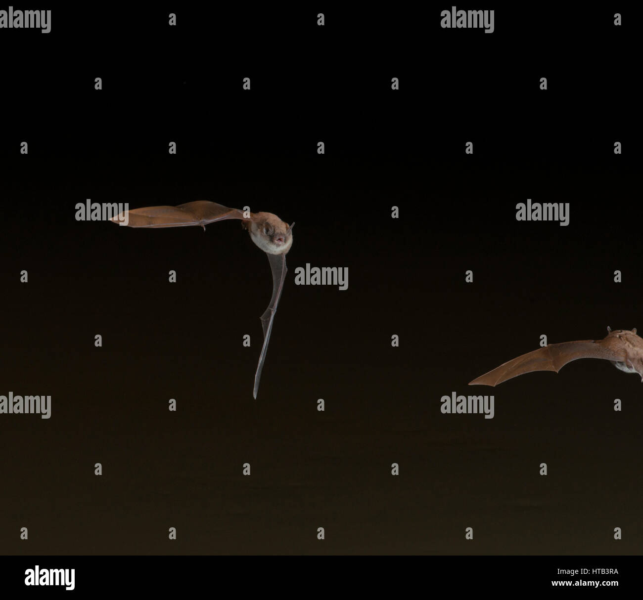 Water Bat ( Myotis daubentoni) hunting for insects over the surface of ...