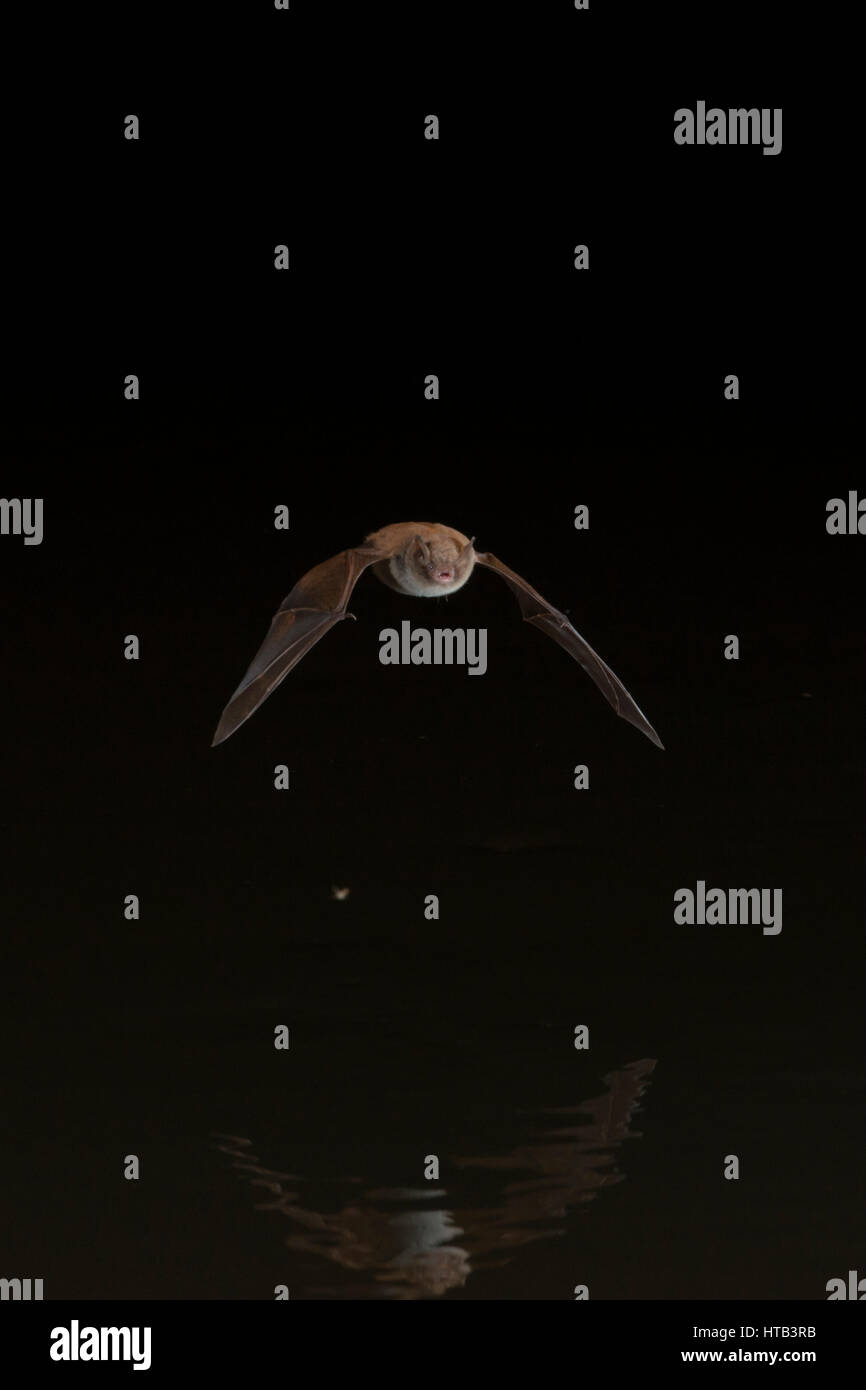 Water Bat ( Myotis daubentoni) hunting for insects over the surface of ...