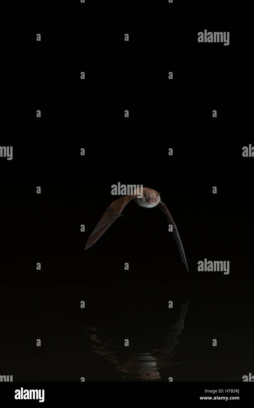 Water Bat ( Myotis daubentoni) hunting for insects over the surface of ...