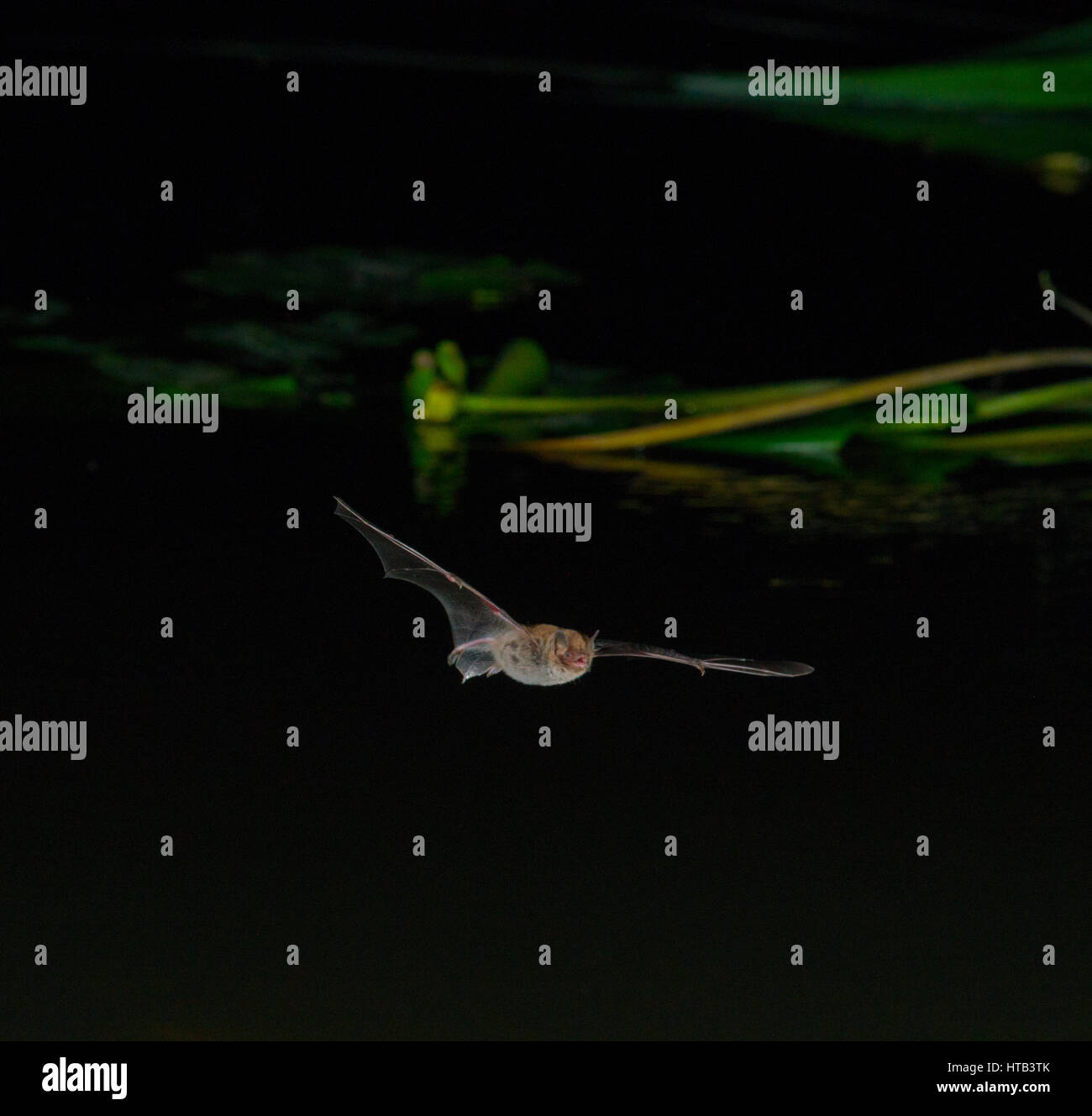 Water Bat ( Myotis daubentoni) hunting for insects over the surface of ...