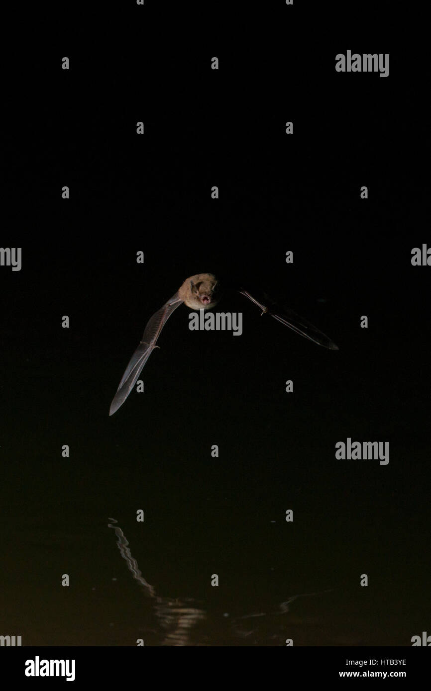 Water Bat ( Myotis daubentoni) hunting for insects over the surface of ...