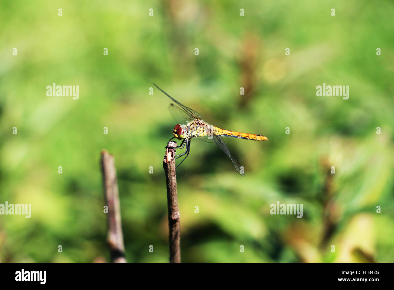 Single insect hi-res stock photography and images - Alamy