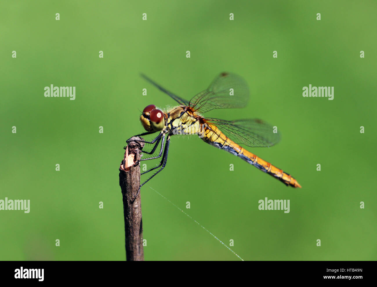 Single insect hi-res stock photography and images - Alamy