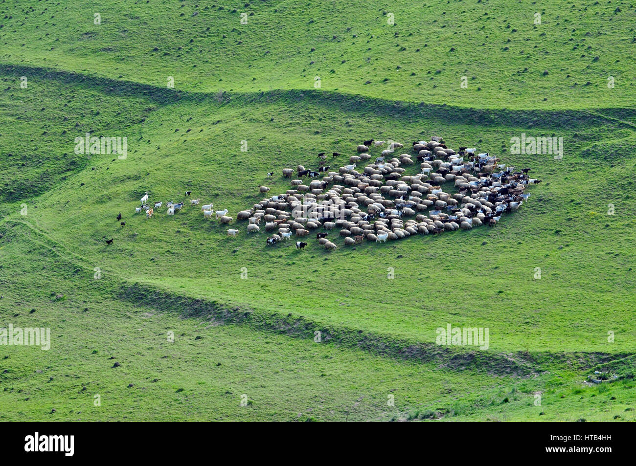 Sheep gathering hi-res stock photography and images - Alamy
