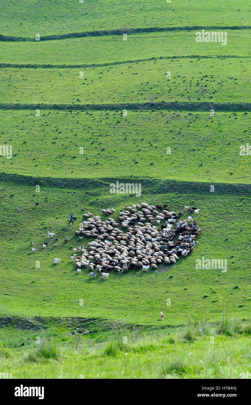 Sheep gathering hi-res stock photography and images - Alamy