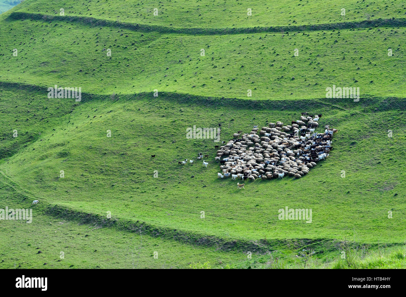 Sheep gathering hi-res stock photography and images - Alamy