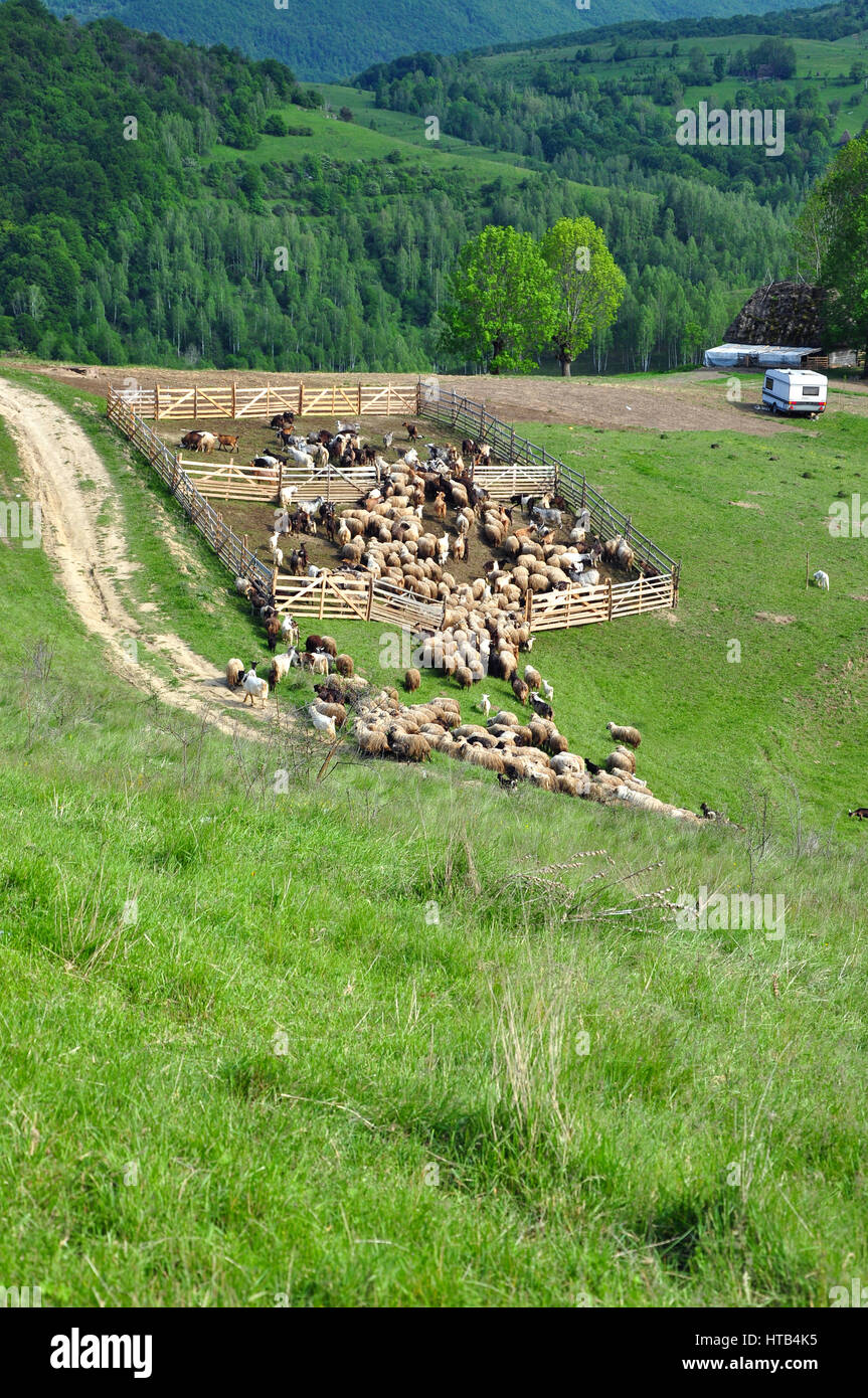 Sheepfold in the mountains Stock Photo - Alamy