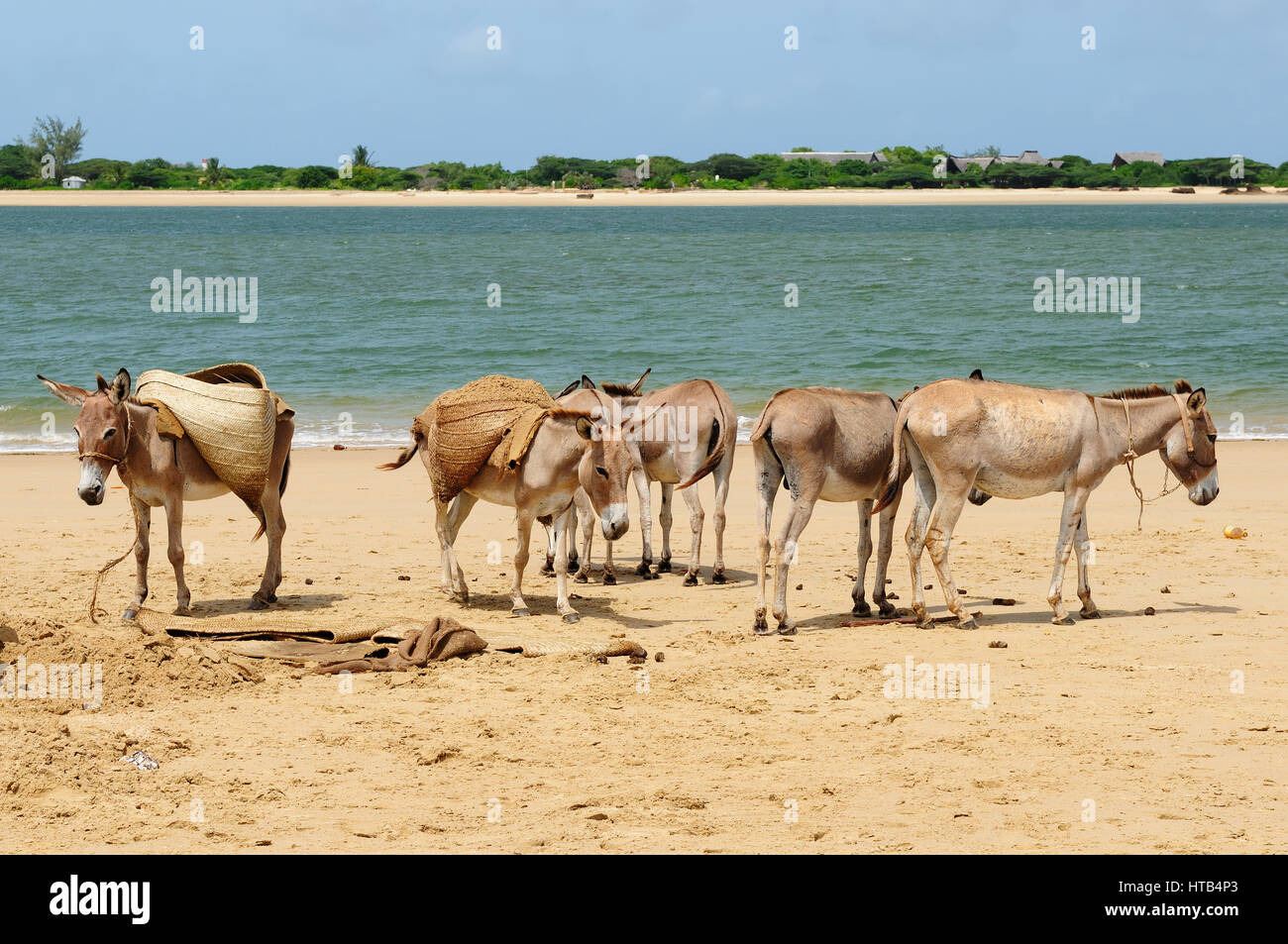 Donkey being used for a transportation of sand on the Lamu archipelago ...