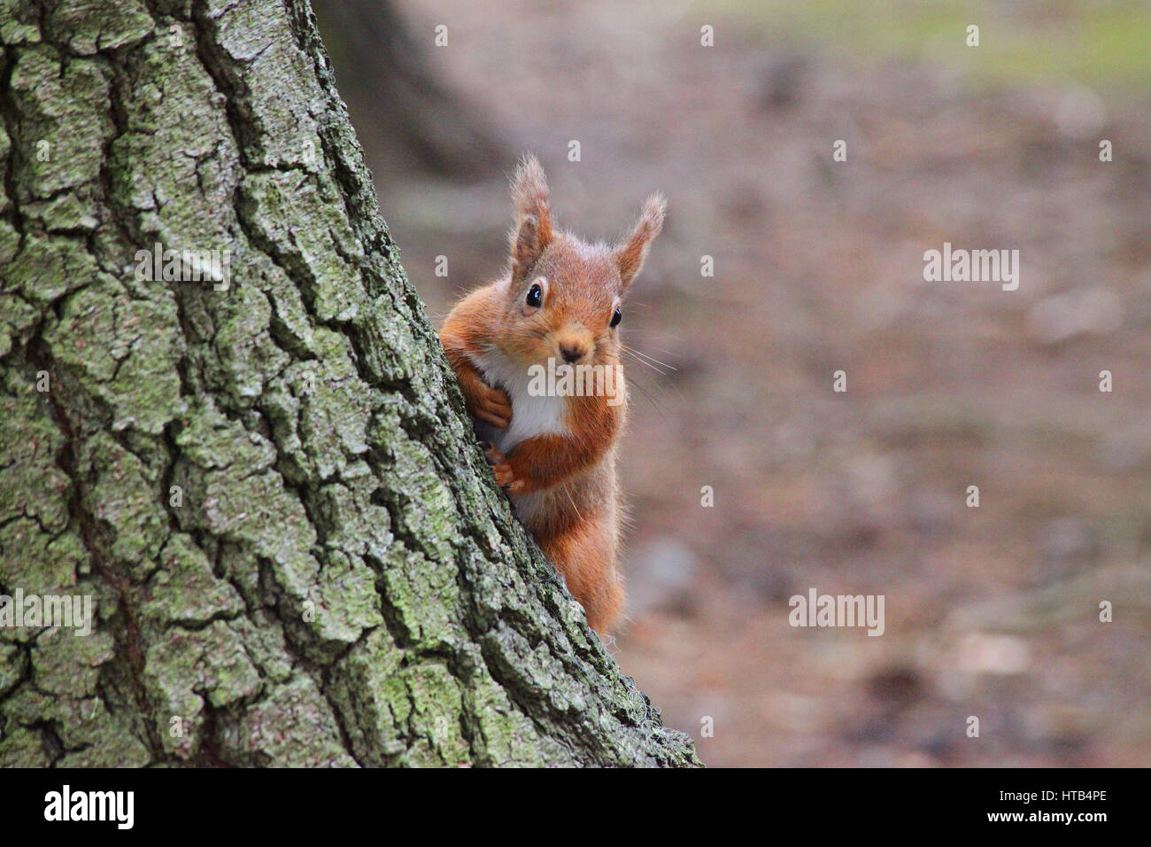 Red squirrel peeping from behind tree hi-res stock photography and ...