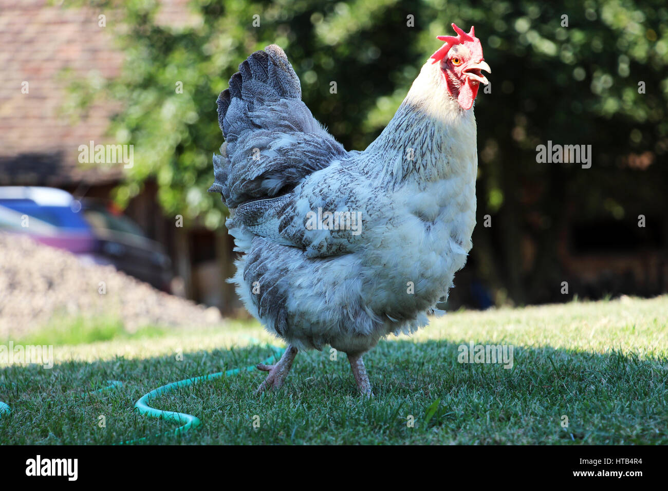 Chicken walking hi-res stock photography and images - Alamy