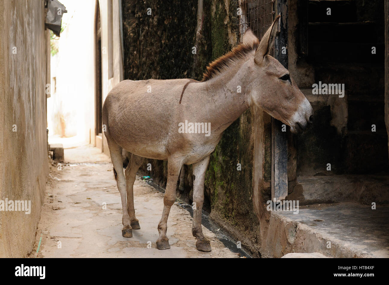 Indian donkey hi-res stock photography and images - Alamy