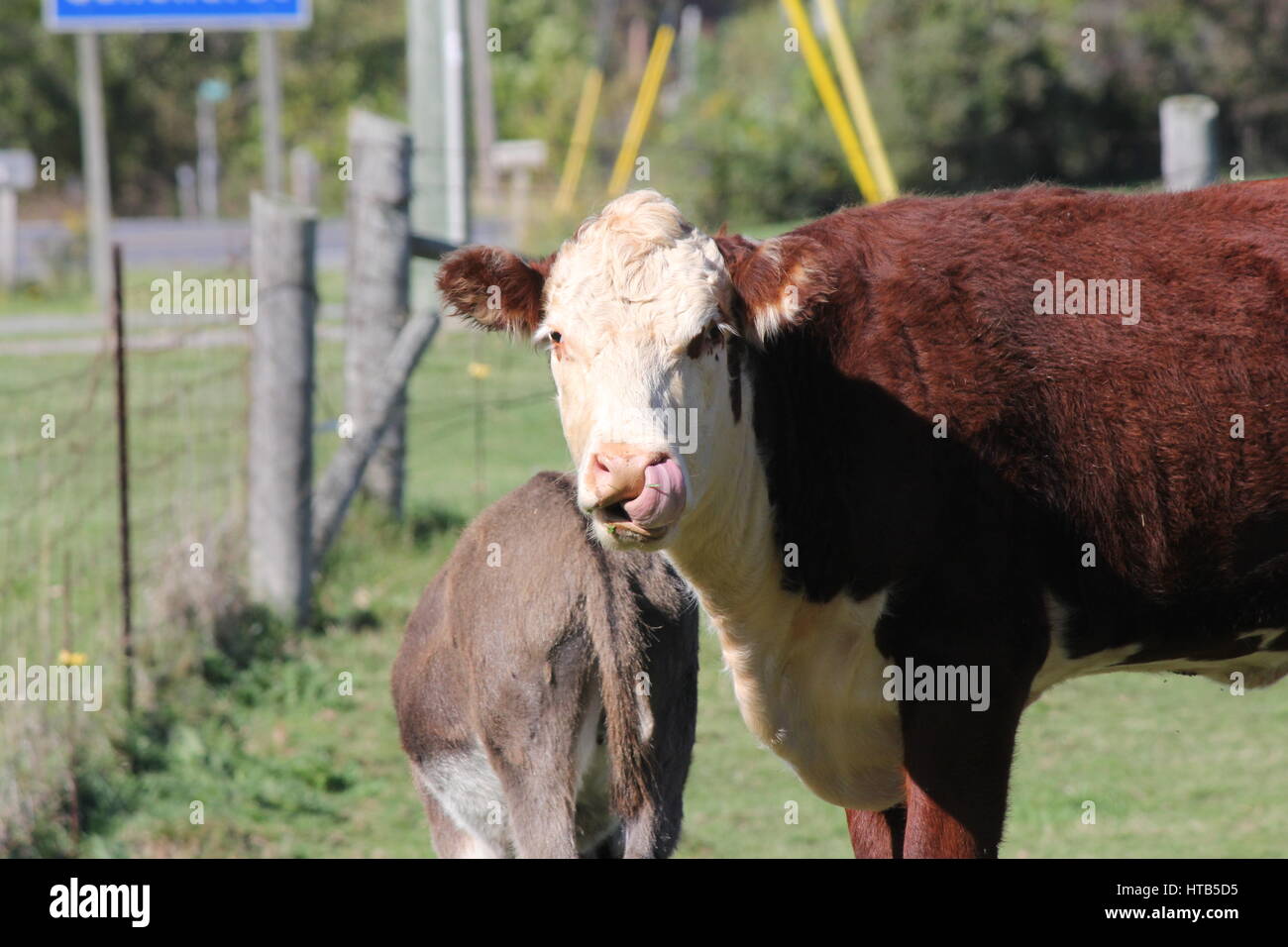 Hereford cow and donkey in a small enclosed corral Stock Photo - Alamy