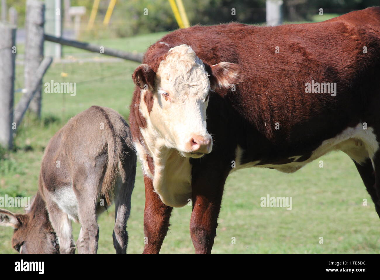 Hereford cow and donkey in a small enclosed corral Stock Photo - Alamy