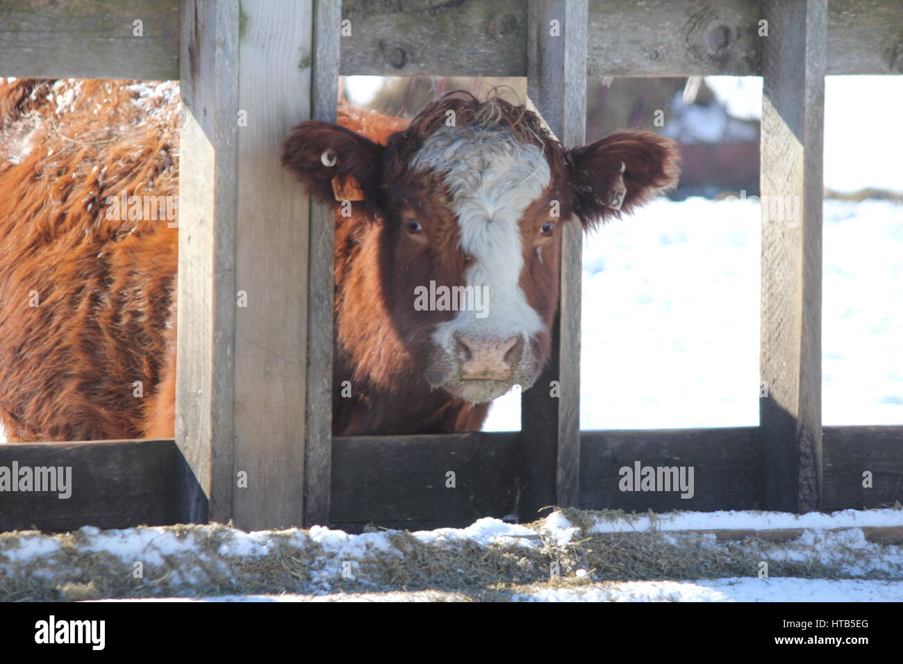Cow behind a wooden barrier, looking out through opening, in a transfer ...