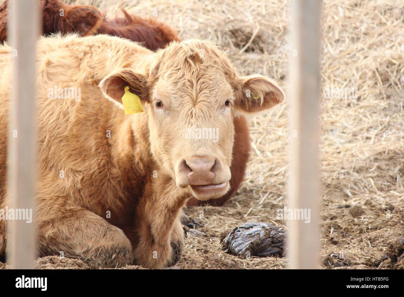 Cow behind a wooden barrier, looking out through opening, in a transfer ...