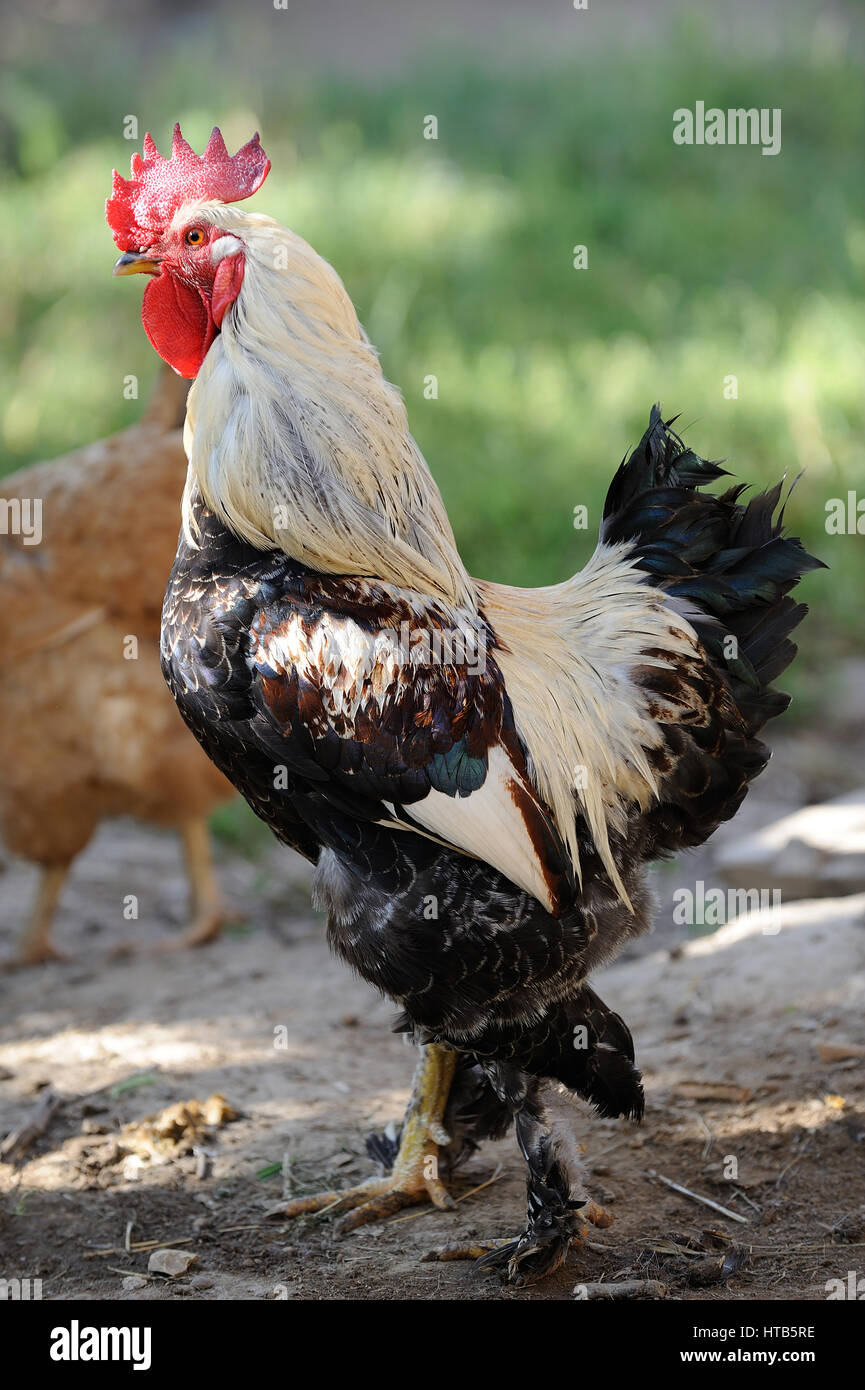 rooster with colored feathers Stock Photo - Alamy