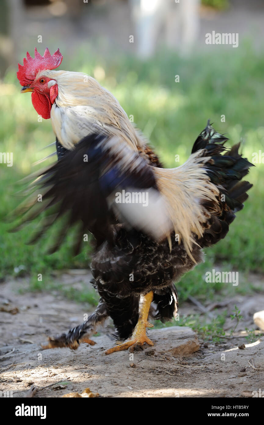 rooster with colored feathers Stock Photo - Alamy