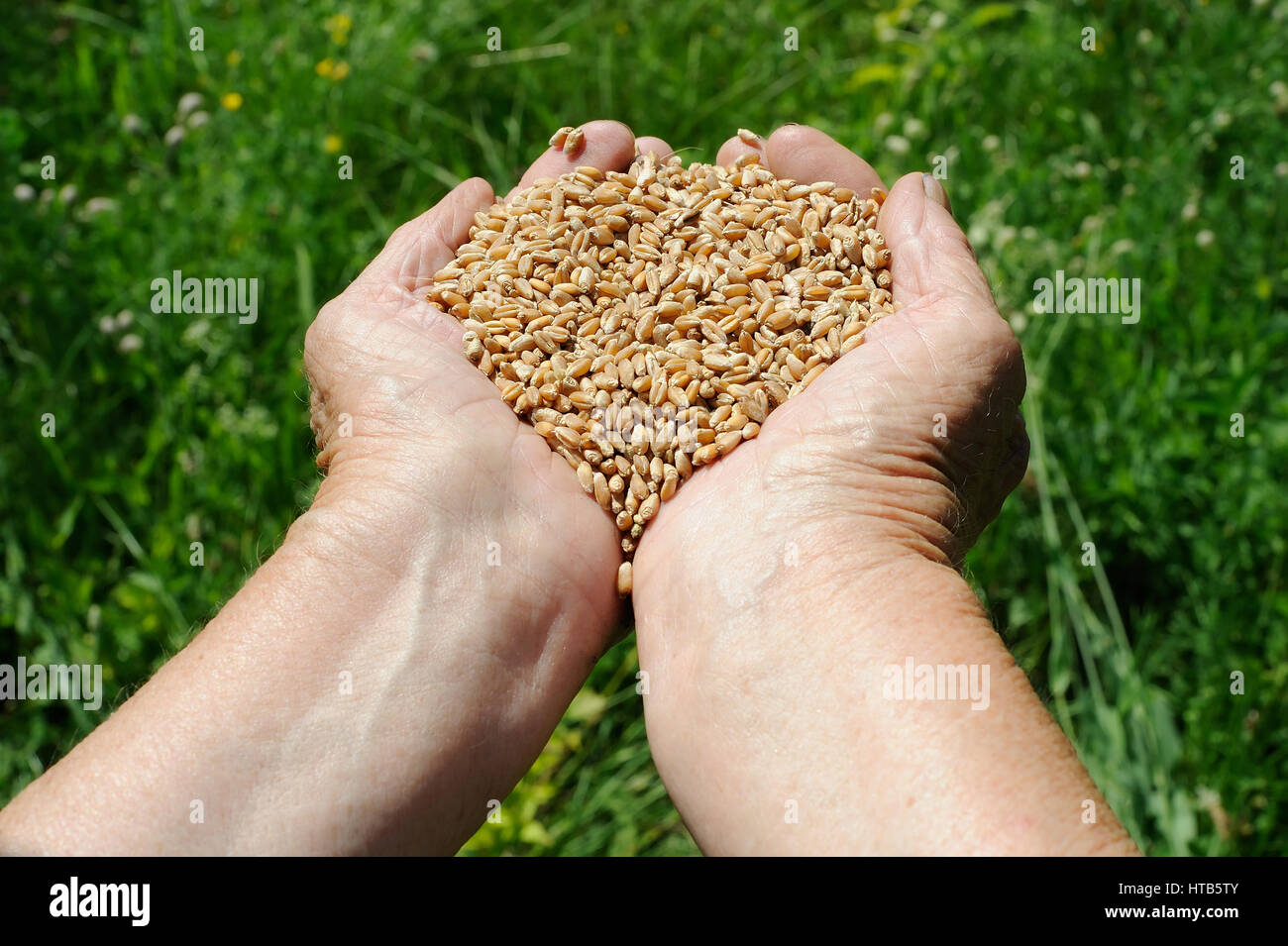 Farmer hands full of ripe wheat seeds Stock Photo - Alamy