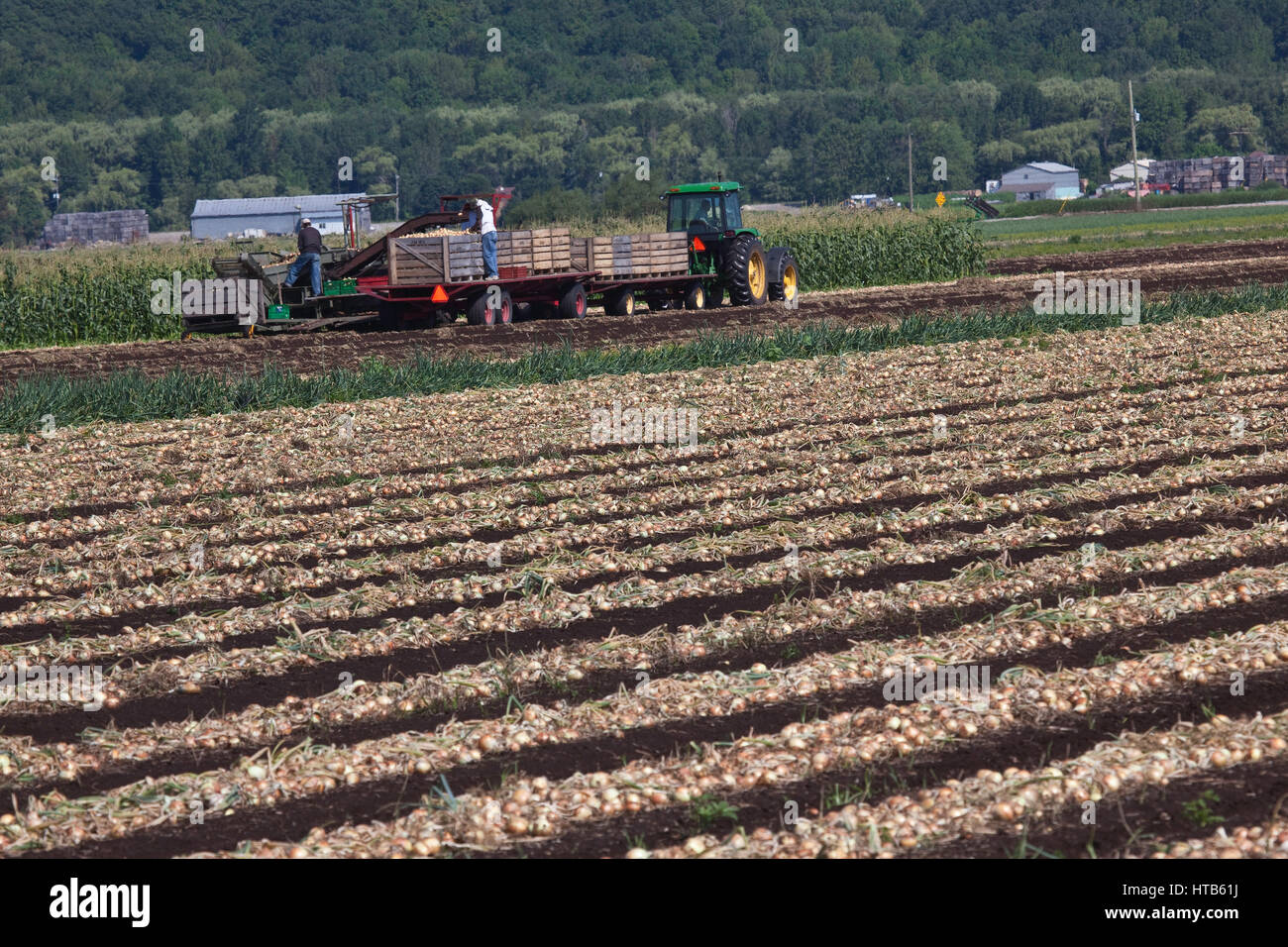 Agricultural fresh food Vegetable farm in Ontario,Canada at Holland ...