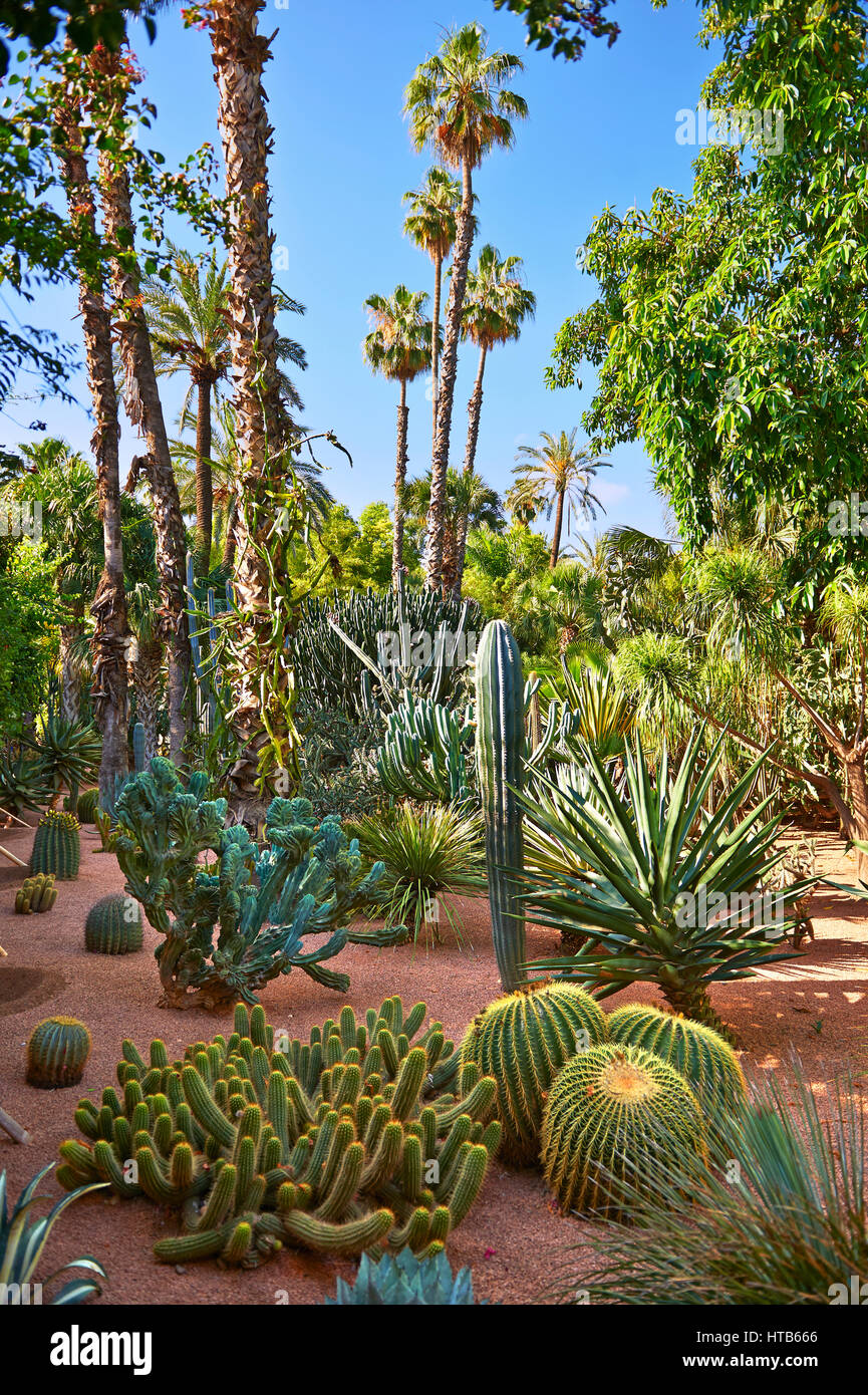 Cacti picture High Resolution Stock Photography and Images - Alamy