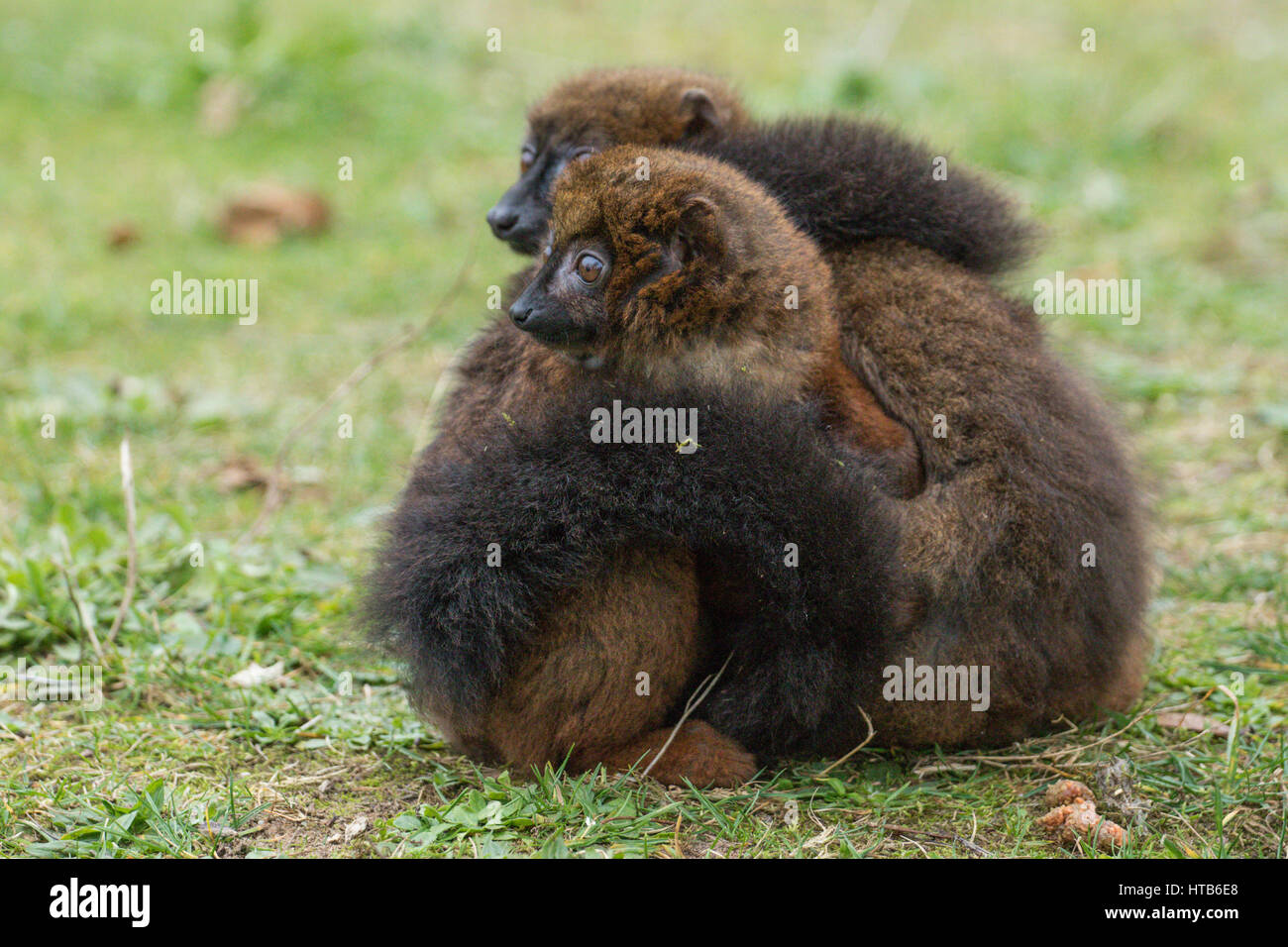 Red Bellied Lemur's sitting in a field Stock Photo - Alamy
