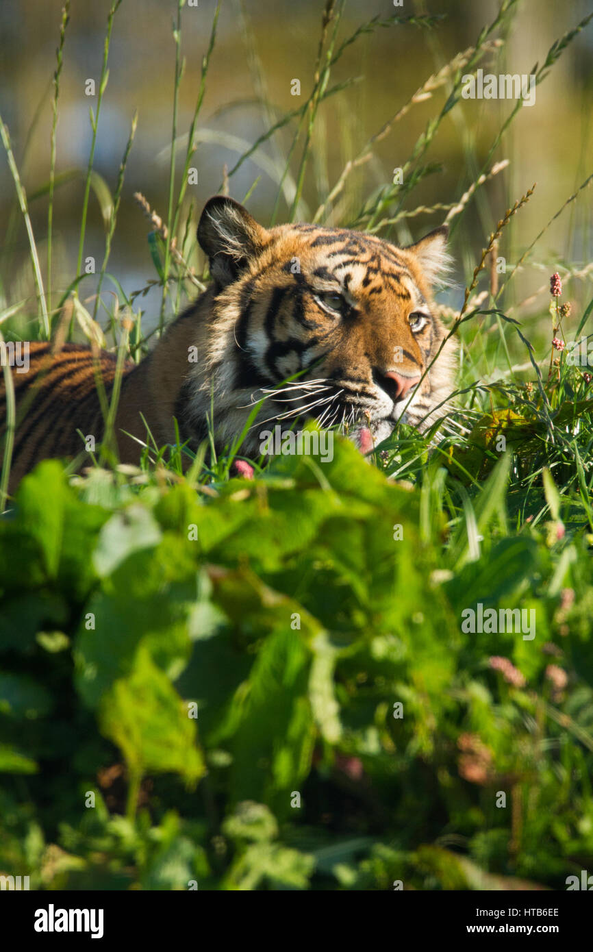 Female sumatran tiger hi-res stock photography and images - Alamy