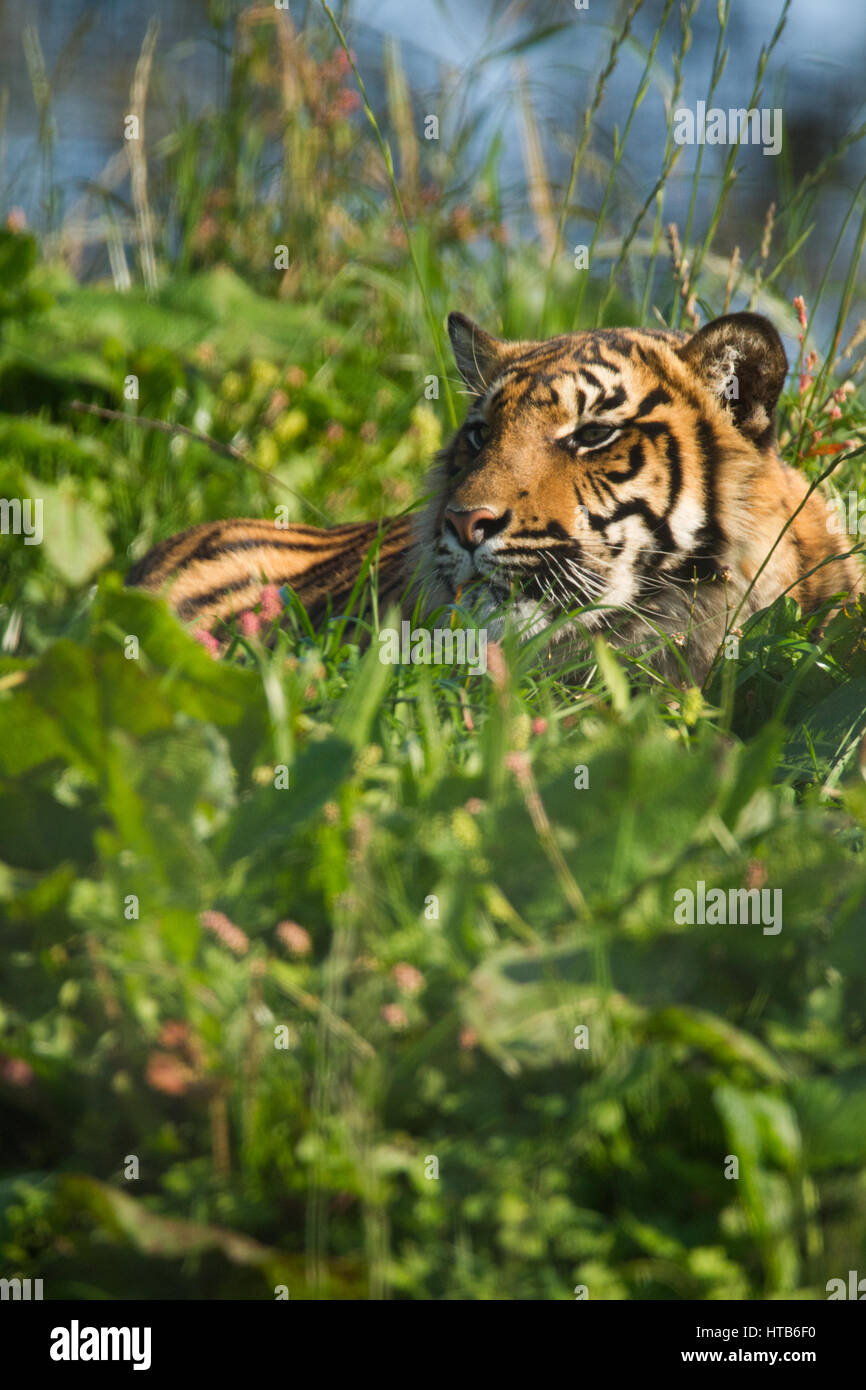 A female Sumatran Tiger sitting in the sun Stock Photo - Alamy