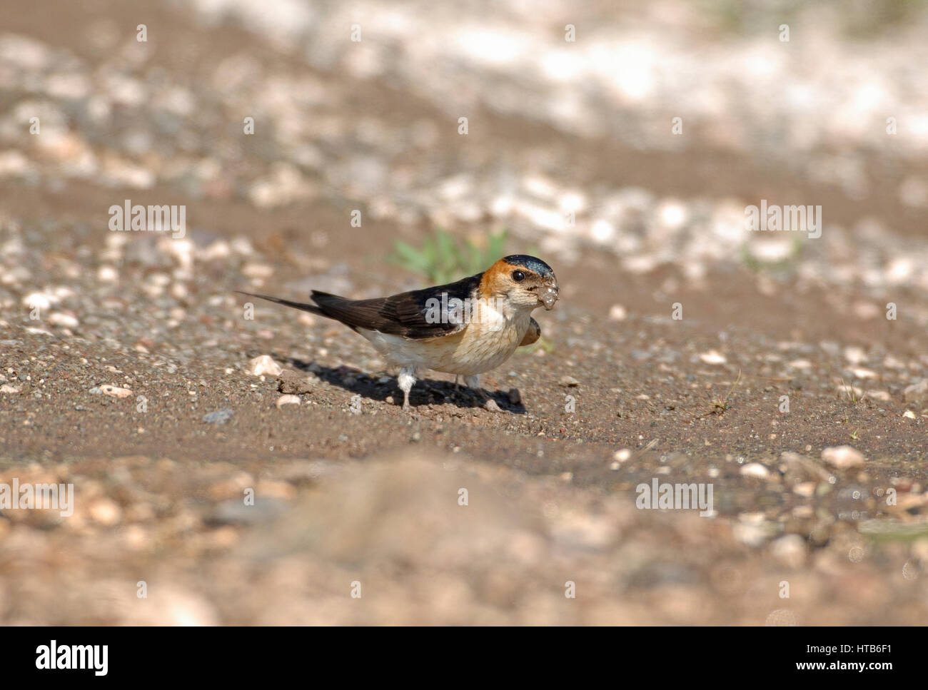Red rumped swallows collecting mud and flight Stock Photo - Alamy
