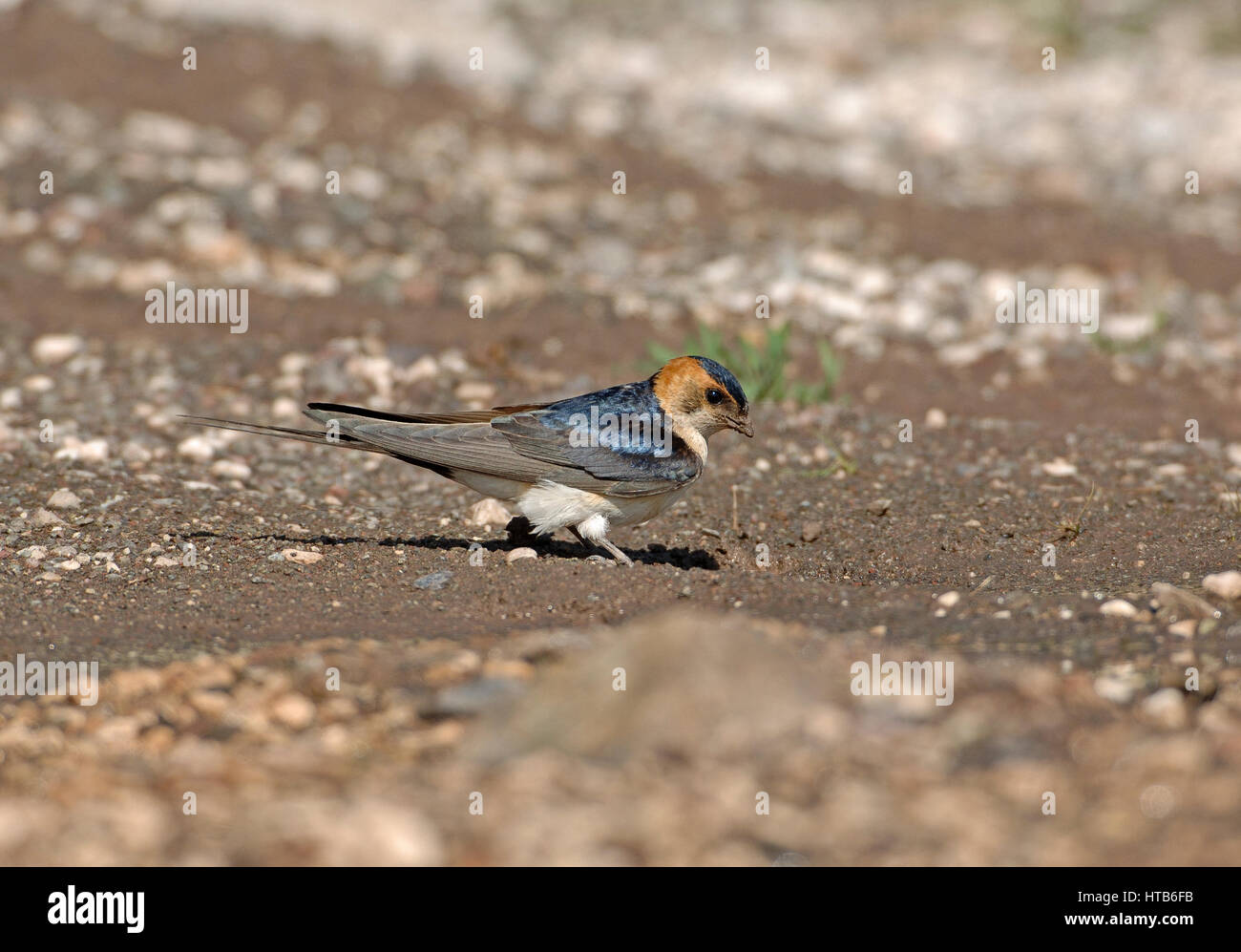 Red rumped swallows collecting mud and flight Stock Photo - Alamy