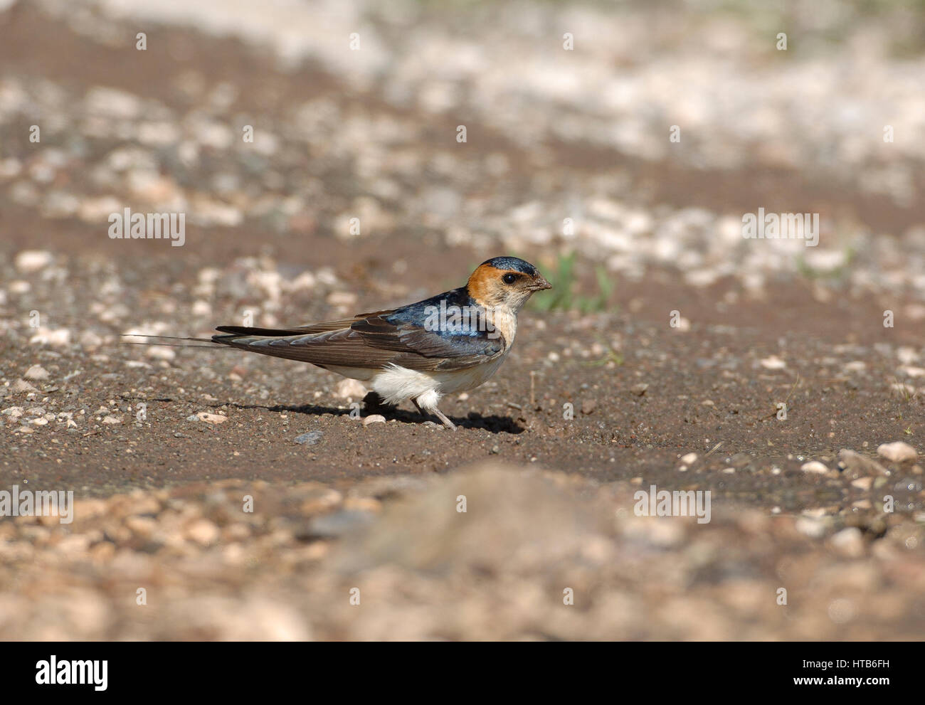 African red rumped swallow hi-res stock photography and images - Alamy