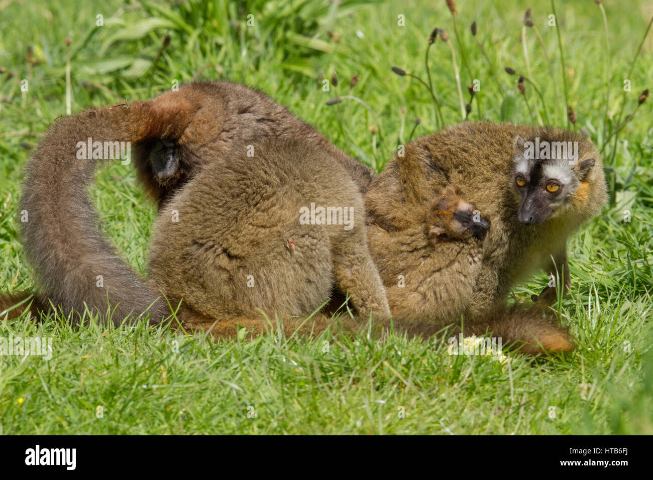A Baby Red Fronted Lemur clinging to it's mother Stock Photo - Alamy