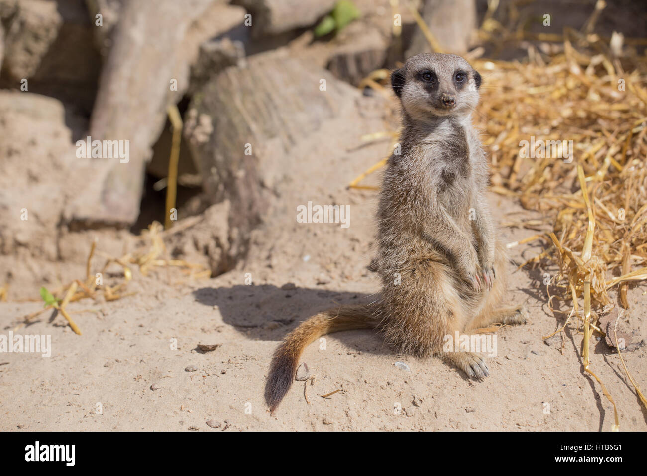 A Meerkat standing guard in the sun Stock Photo - Alamy