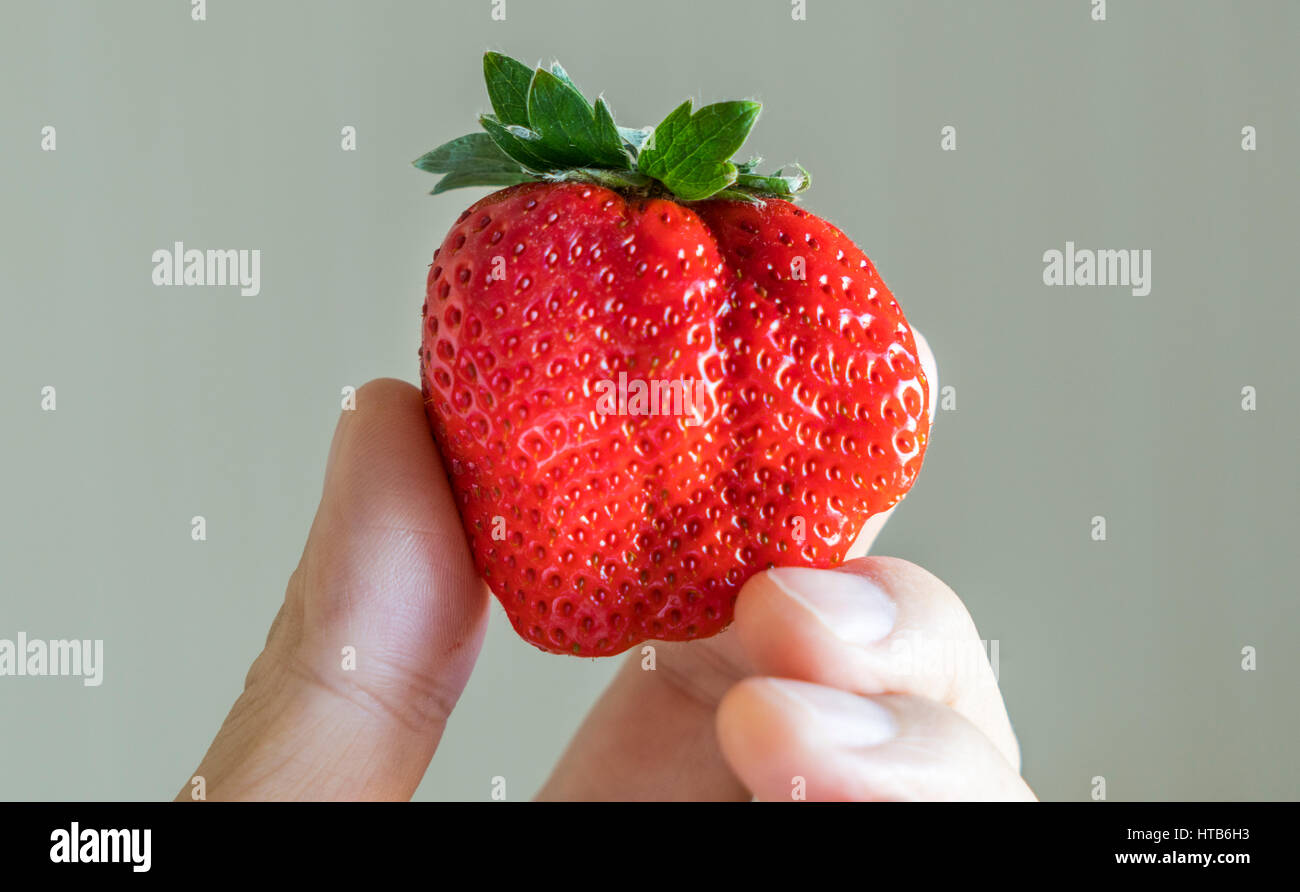 Strawberry harvesting season hi-res stock photography and images - Alamy