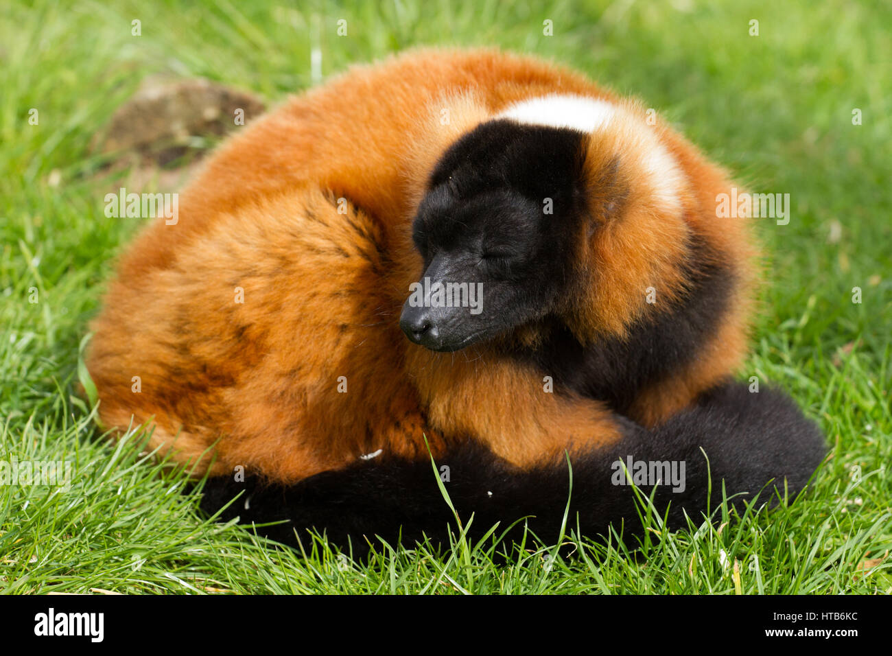 A Red Ruffed Lemur sleeping in the sun Stock Photo - Alamy
