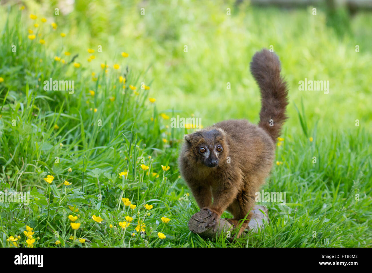 A Red Bellied Lemur in a field Stock Photo - Alamy