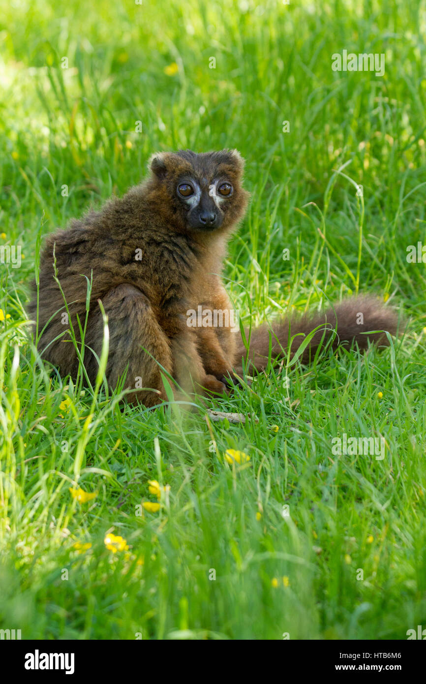 A Red Bellied Lemur in a field Stock Photo - Alamy