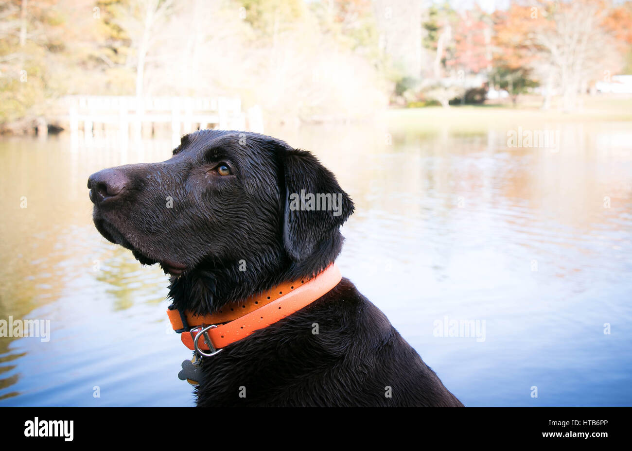 Labrador Retriever Swimming in Pond Stock Photo - Alamy