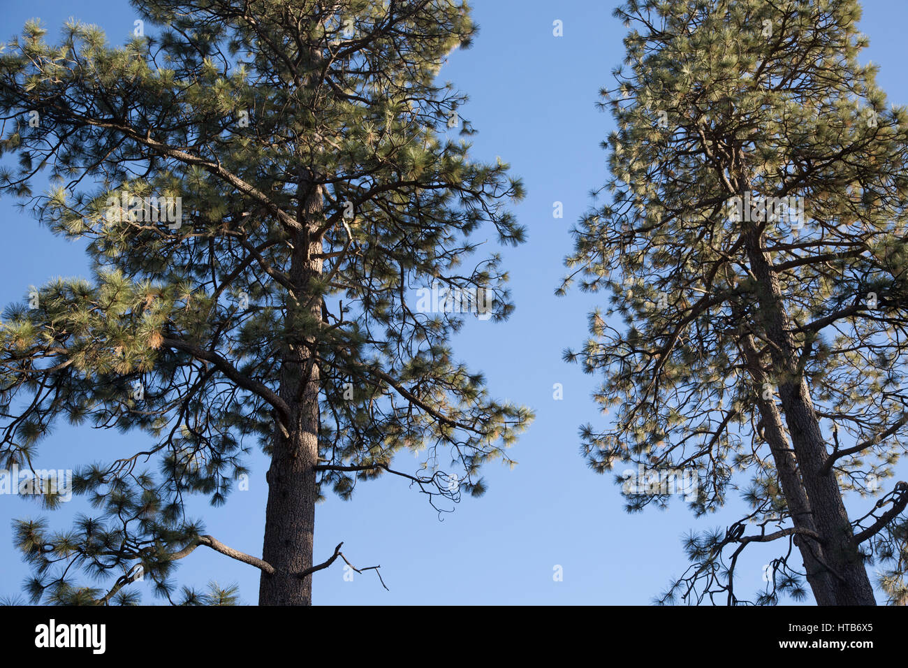 Pine Trees In Idyllwild Stock Photo - Alamy