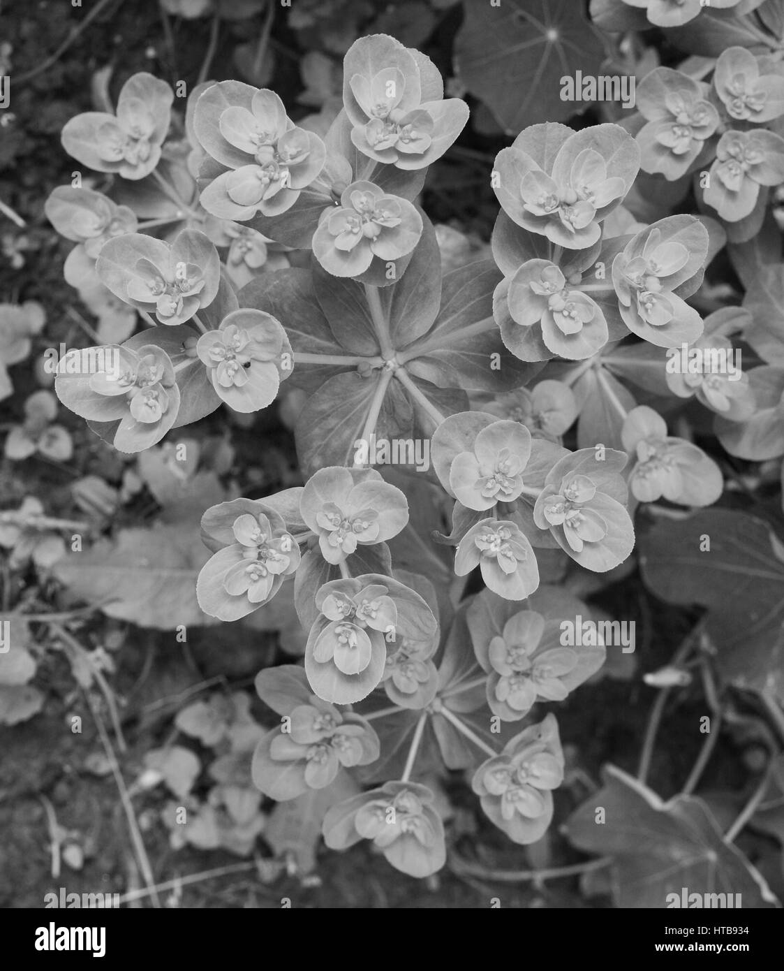 Euphorbia Lathyris Gopher Spurge Go Botany